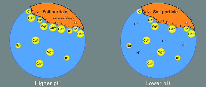 Cation Exchange Capacity: What is CEC in Soil? - Grit
